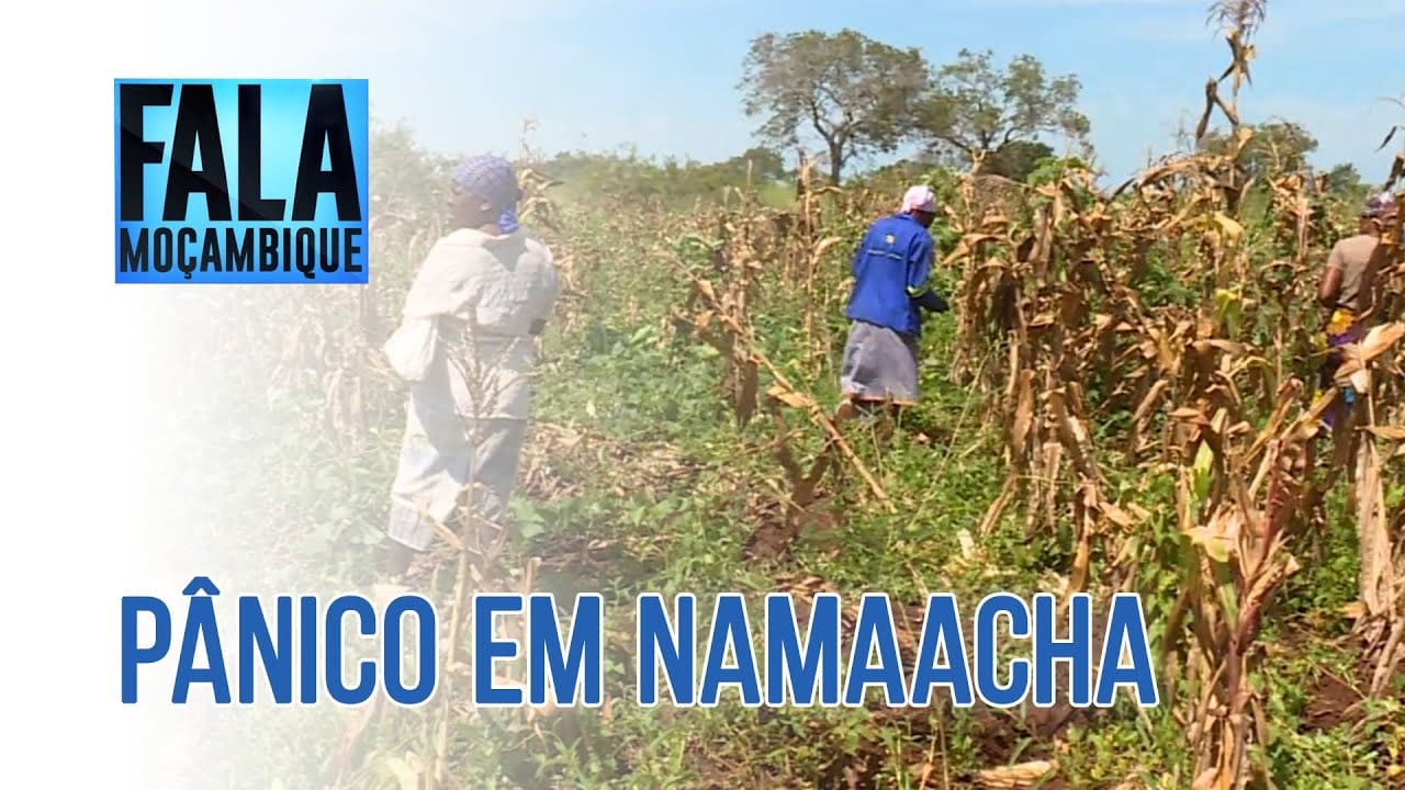 Distrito de Namaacha: Elefantes destroem campos de cultivo em Mandevo ...