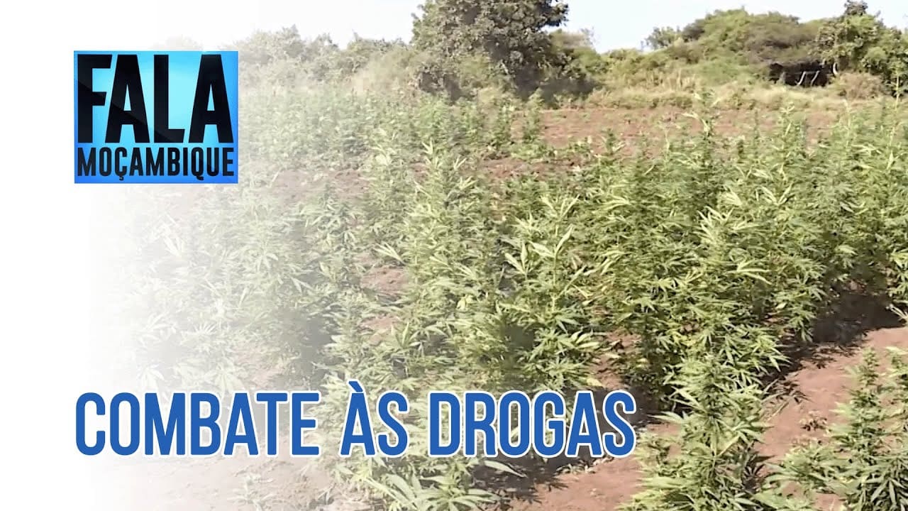 PRM descobre mais uma machamba de suruma em Namaacha e queima ...